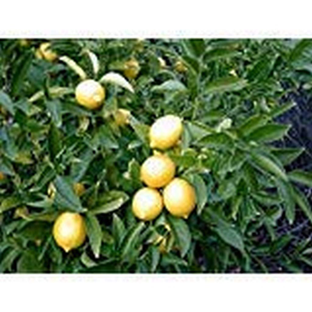 Creative Farmer Lemon Live Plant, Desi Selection Variety : Amazon.in ...