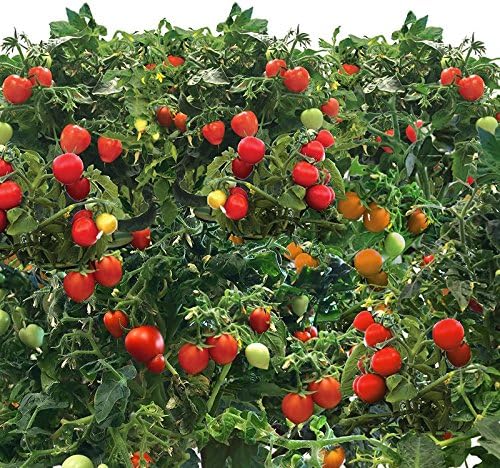 Amazon.com : AeroGarden Mighty Mini Cherry Tomato Seed Kit, 3-pod ...