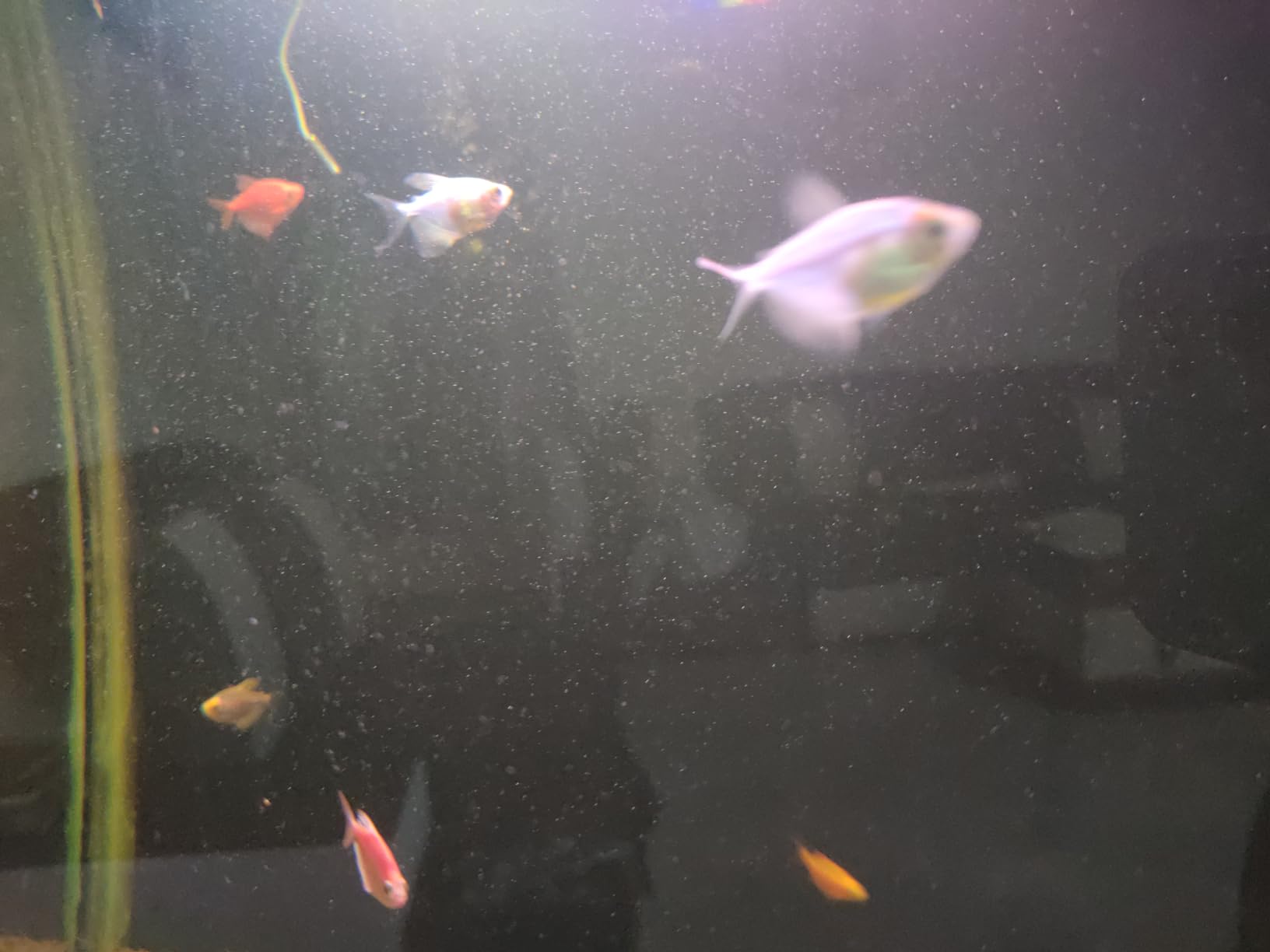 Aquatic Remedies (Pack of 2) Aquarium Water Conditioner Combo (Aquaria ...