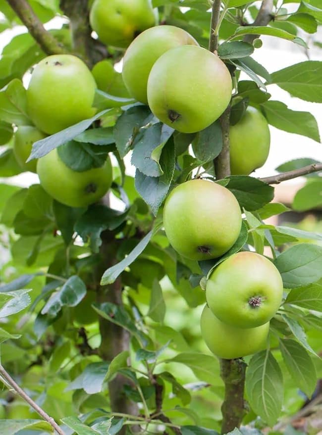 Green apple plants live hybrid,hybrid live plants for green apple (Pack ...