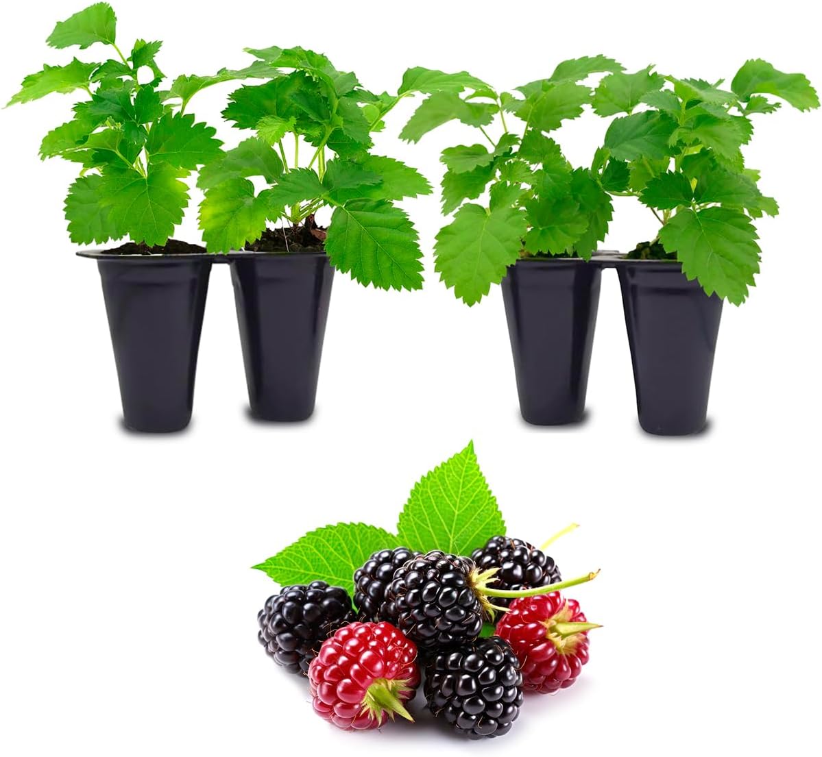 Amazon.com : Thornless Boysenberry Plant Live for Planting, 5-9 Inch ...