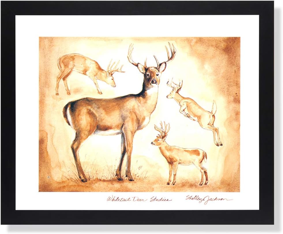 Amazon.com: Whitetail Buck Deer Big Antler Rack Animal Wildlife Picture ...