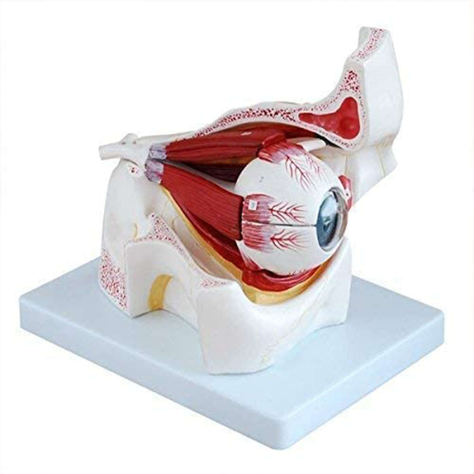 Buy Anatomical Model for Art, Human Eye Model, Human Eyeball And Eyelid ...