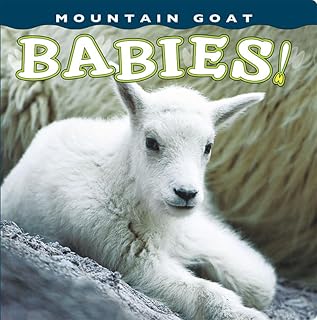 Goat Reproduction: Mountain Goats And Their Babies | PetShun