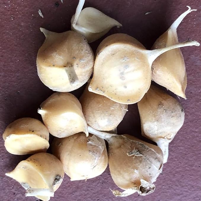 Amazon.com: Elephant Garlic (Allium ampeloprasum) Bulbils (10 Count ...