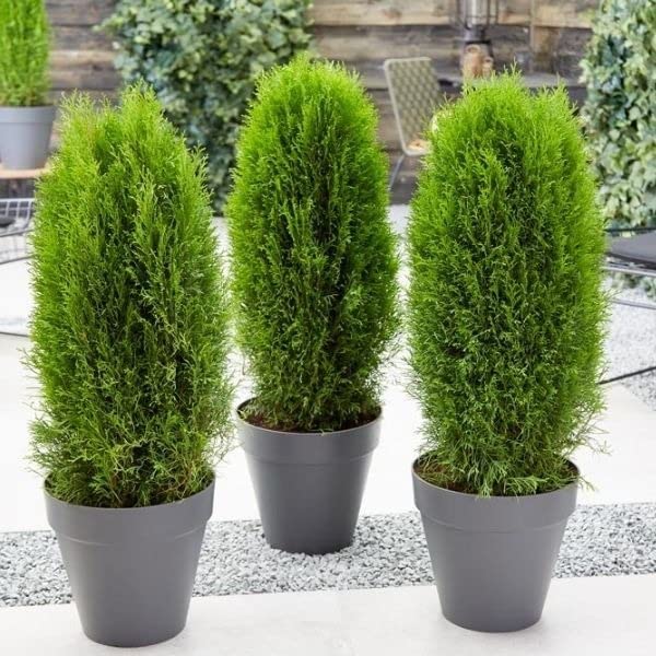 CosaCentrum Morpankh Plant/Morpankhi Decorative Live Plant (Healthy ...
