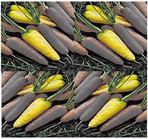 Amazon.com : 100 Solar Yellow Carrot Seeds ~ Very Sweet & Juicy ...