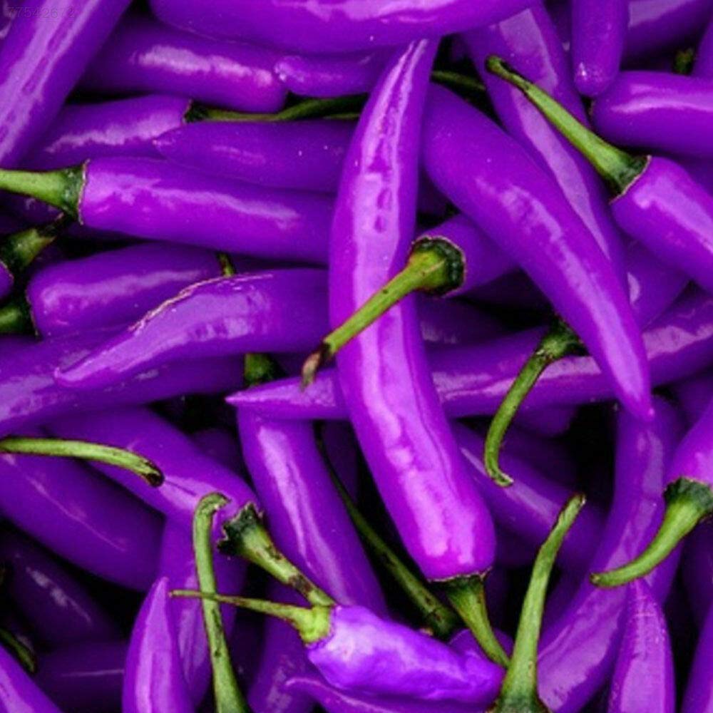 Purple Chili