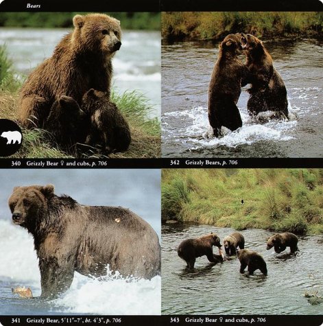 The 30 Mammal Field Guides To Read In June 2025 - Cherry Picks