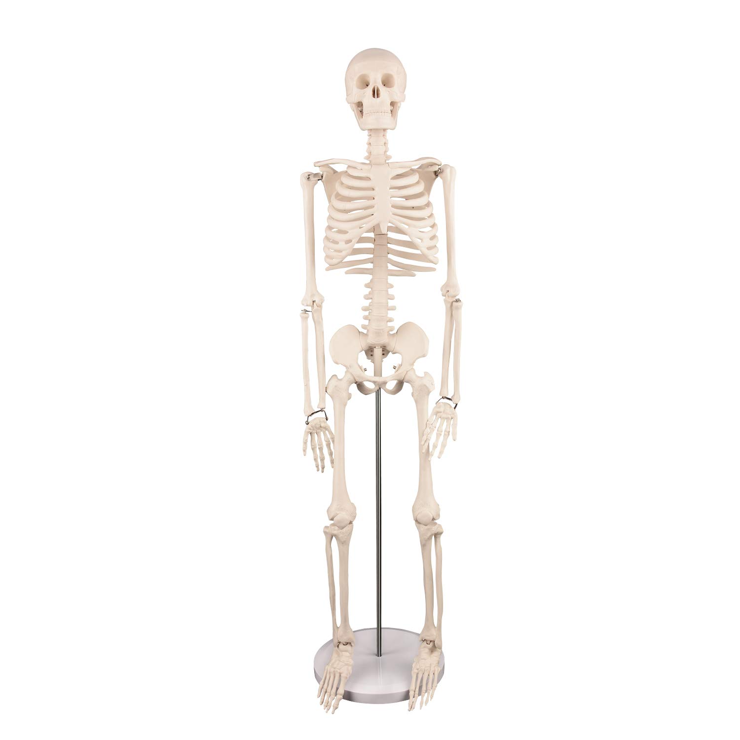 Buy Ultrassist Human Skeleton Model, Half Life Size Human Skeleton ...