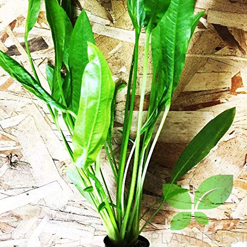 Echinodorus Amazonicus