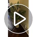 Amazon.com: Artificial Moringa Tree 5FT Tall Fake Plant Artificial ...