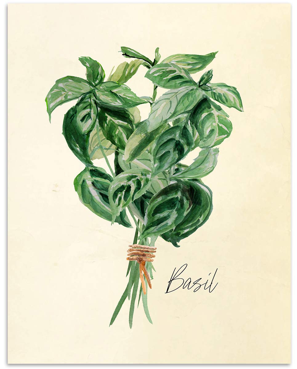 Amazon.com: Basil Kitchen Herb Watercolor Wall Art - 11x14 Unframed ...