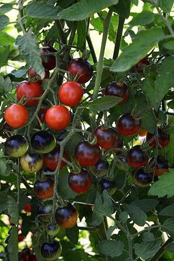 Amazon.com : Midnight Snack Tomato Seeds : Patio, Lawn & Garden
