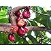 Amazon.com : Red Malay Rose Apple (Syzygium malaccense) Fruit Tree ...