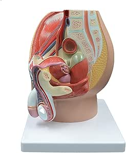 Male Reproductive System Structural Model, Male Pelvic Sagittal Anatomy ...