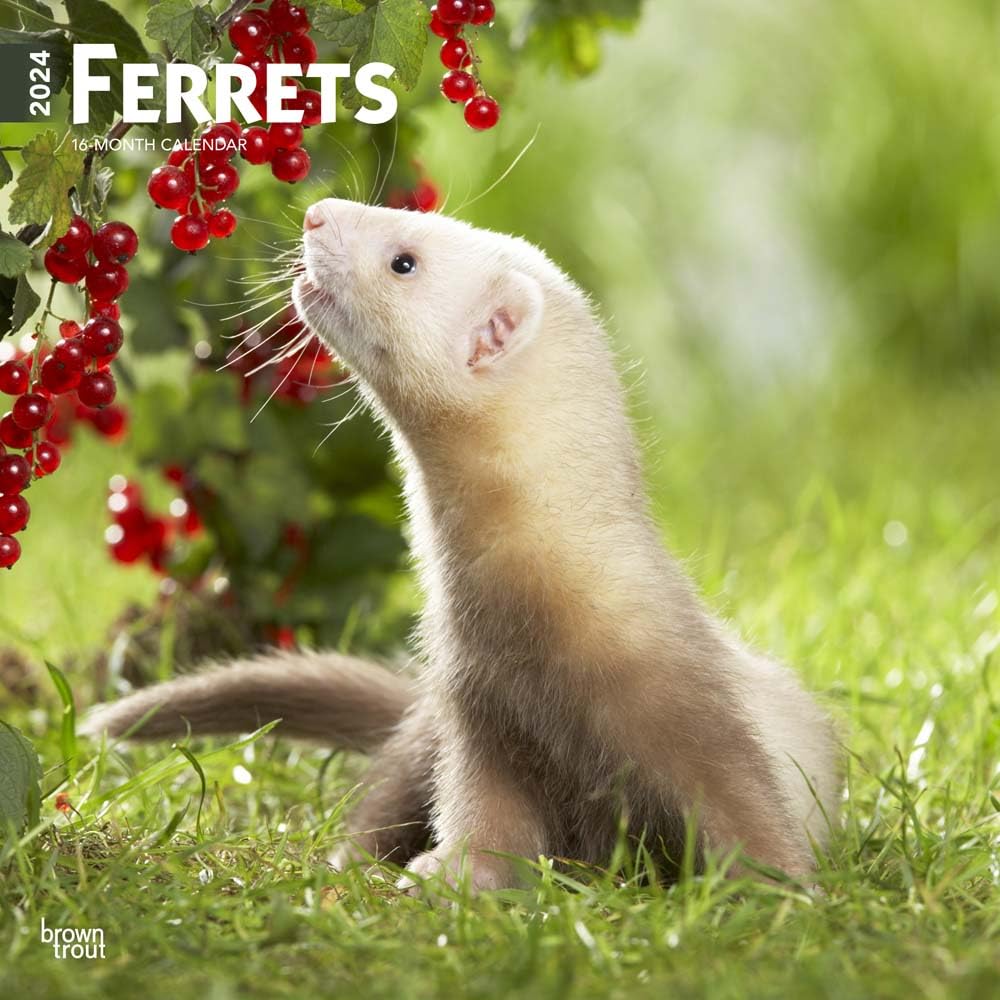 Ferrets | 2024 12 x 24 Inch Monthly Square Wall Calendar | BrownTrout ...