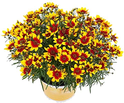 Coreopsis Plug Plants. 'Corleone Red & Yellow'. Perennial Flowers ...