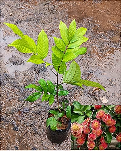 ARIYA Dwarf Tropical Fruit Live Plant" Rambutan 1 Healthy live Plant ...