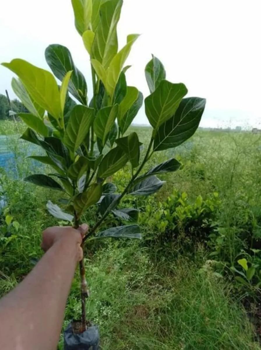 Green view Kashmiri Sinduri Apple ber plant | (Ziziphus Mauritiana ...