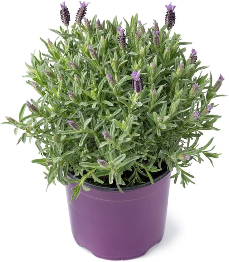 Lavender Plants, 'Fathead', 1 x Full Plant in a 9cm Pot, Garden Ready ...