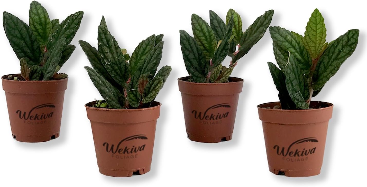 Amazon.com : Polynesian Ivy - 4 Live Starter Plants in 2 Inch Pots ...