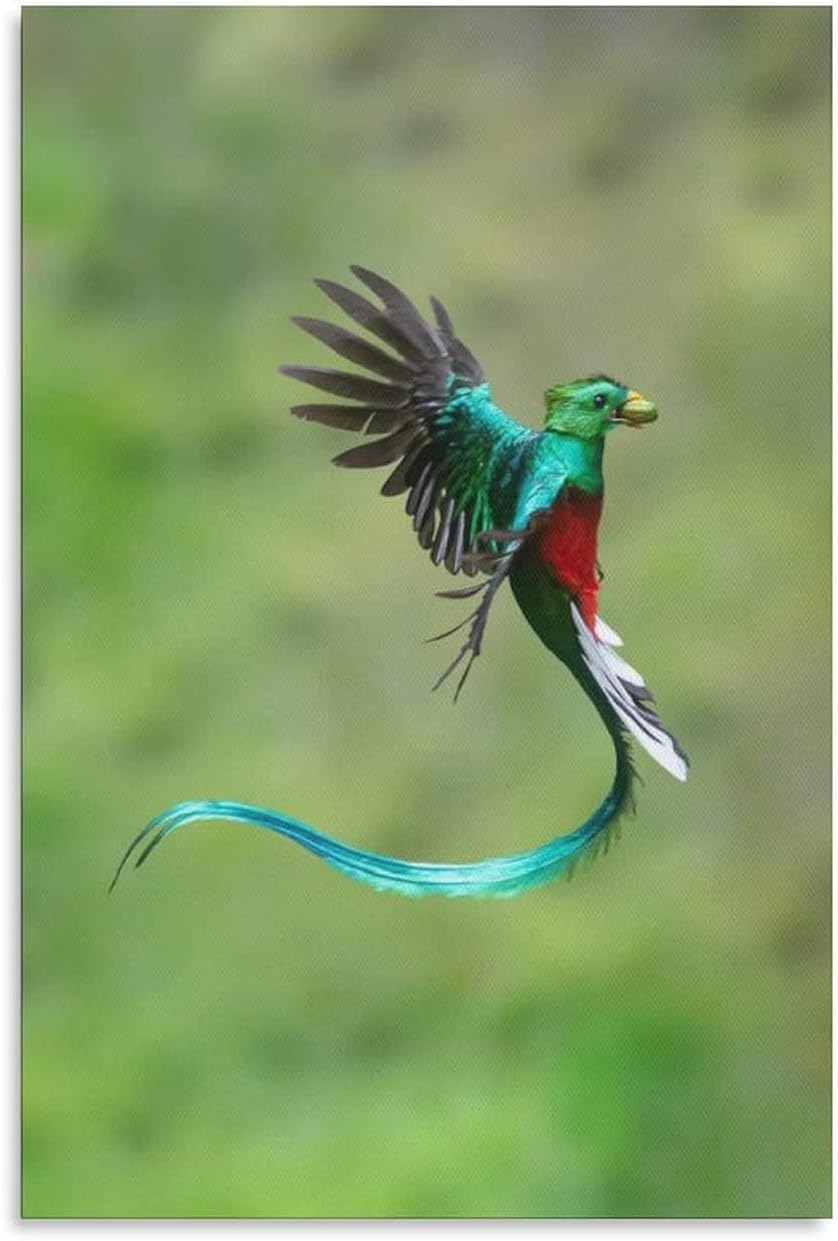 Amazon.com: Charming Bird Quetzal Flying Canvas Poster Bedroom Decor ...