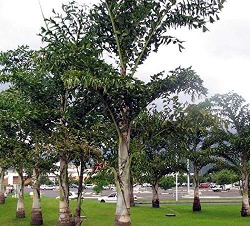 SS Naturals 10 Seeds of Caryota Urens,Mari Tree,Kontalpanai, Fish Tail ...