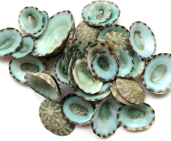 Amazon.com: Green Limpets Seashells, 25PC Size 0.50-1.25"- Bulk Green ...