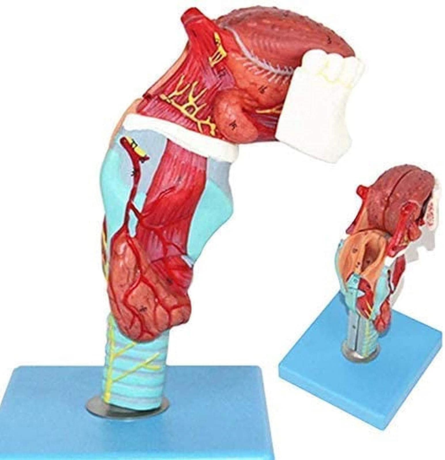 Buy Body anatomy pattern, larynx and larynx, human torso body model ...