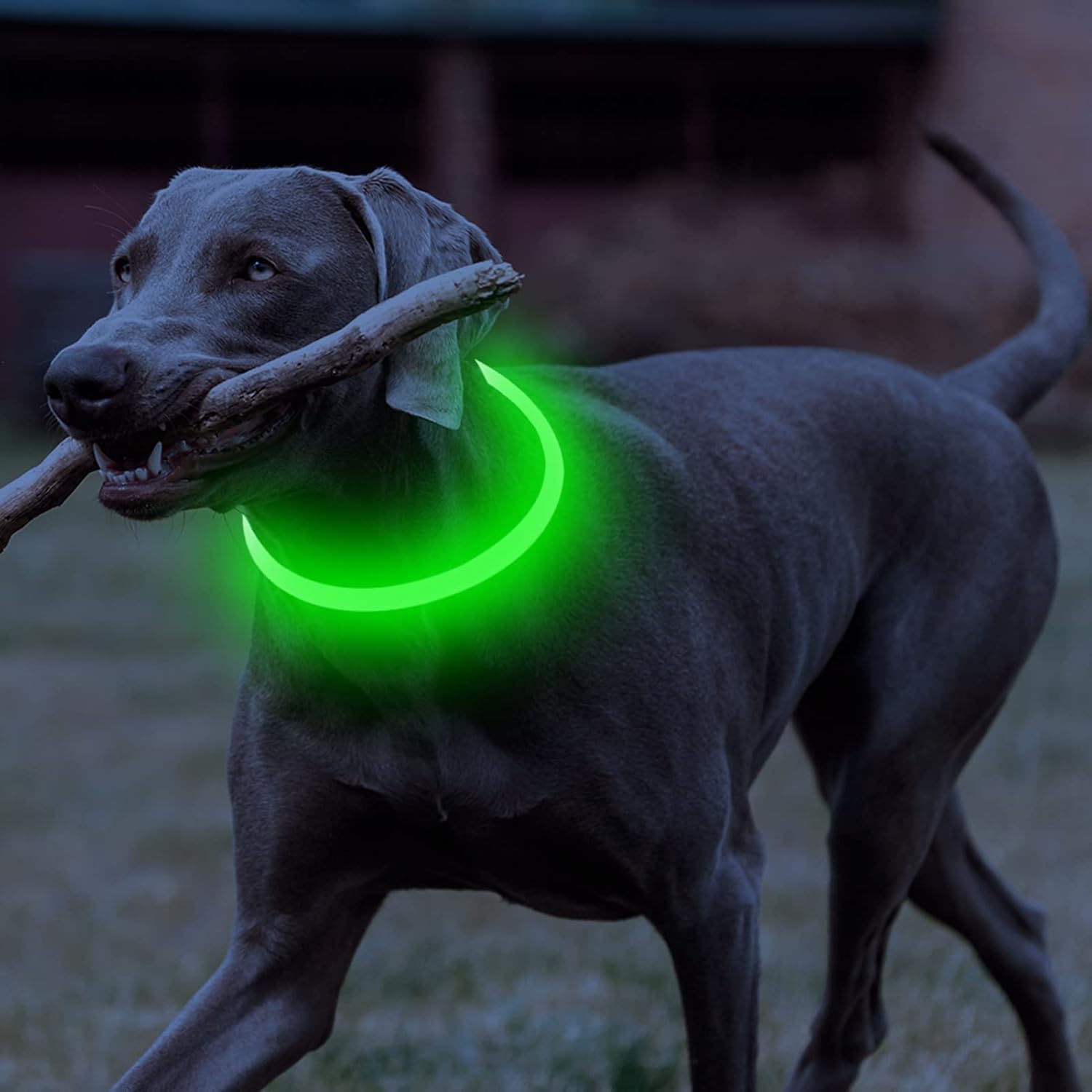 Amazon.com : LED Dog Collar Rechargeable - High Visibility TPU Light Up ...