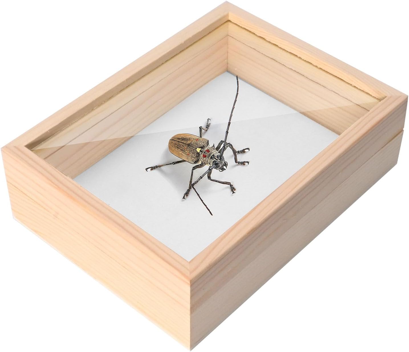 Amazon.com: Saihisday Insect Display Case Bug Display Case Collection ...