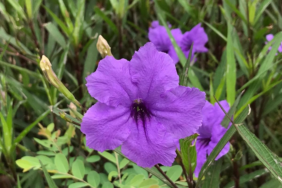 Amazon.com : 2 Purple Mexican Petunias Live Plants, Mexican Petunia ...