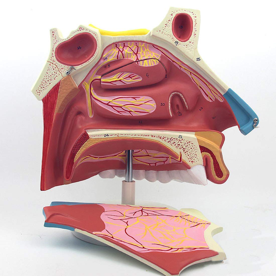 Buy 3x d nasal cavity model, human nose anatomical model with digital ...