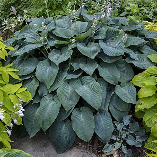 Blue Angel Hosta - Growing Hosta Blue Plantain Lily - Giant Hostas