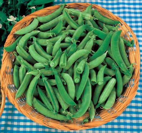 Amazon.com: SUPER SUGAR SNAP Organic Snap PEA 35+ seeds EDIBLE POD NON ...