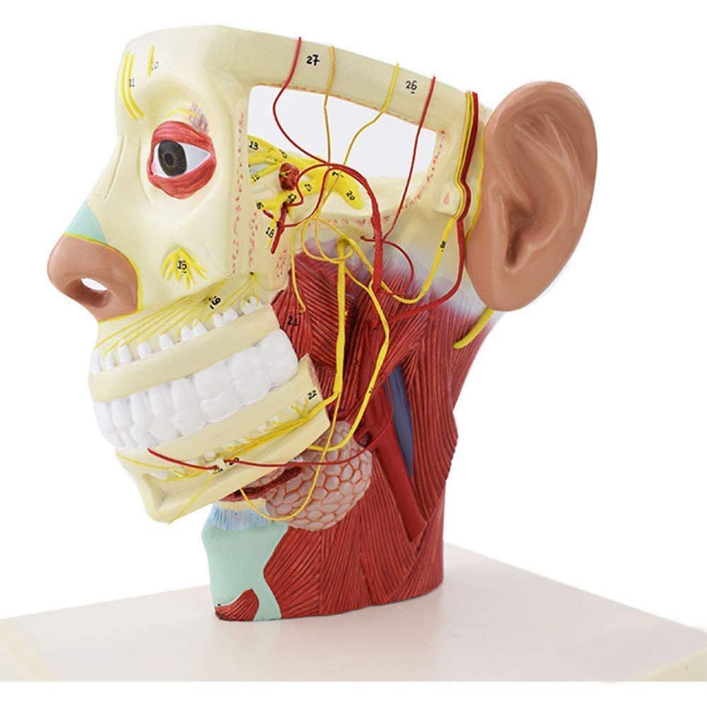 Buy YUXINCAI Life-Size Human Half Head Superficial Neurovascular Model ...