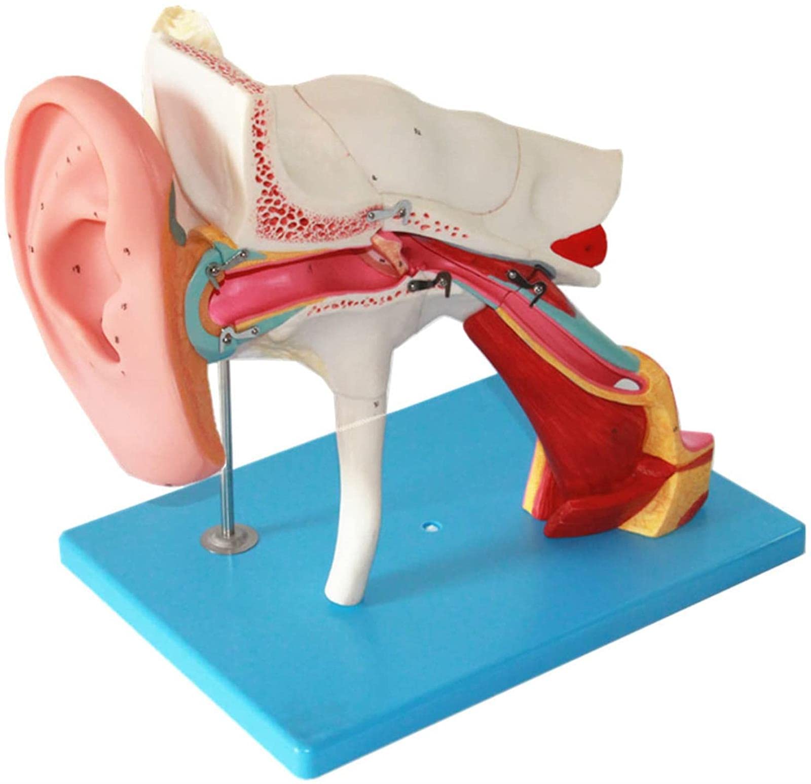Jeekoudy 123 4d Human Ear Anatomical Model 4 Times Enlarged ...