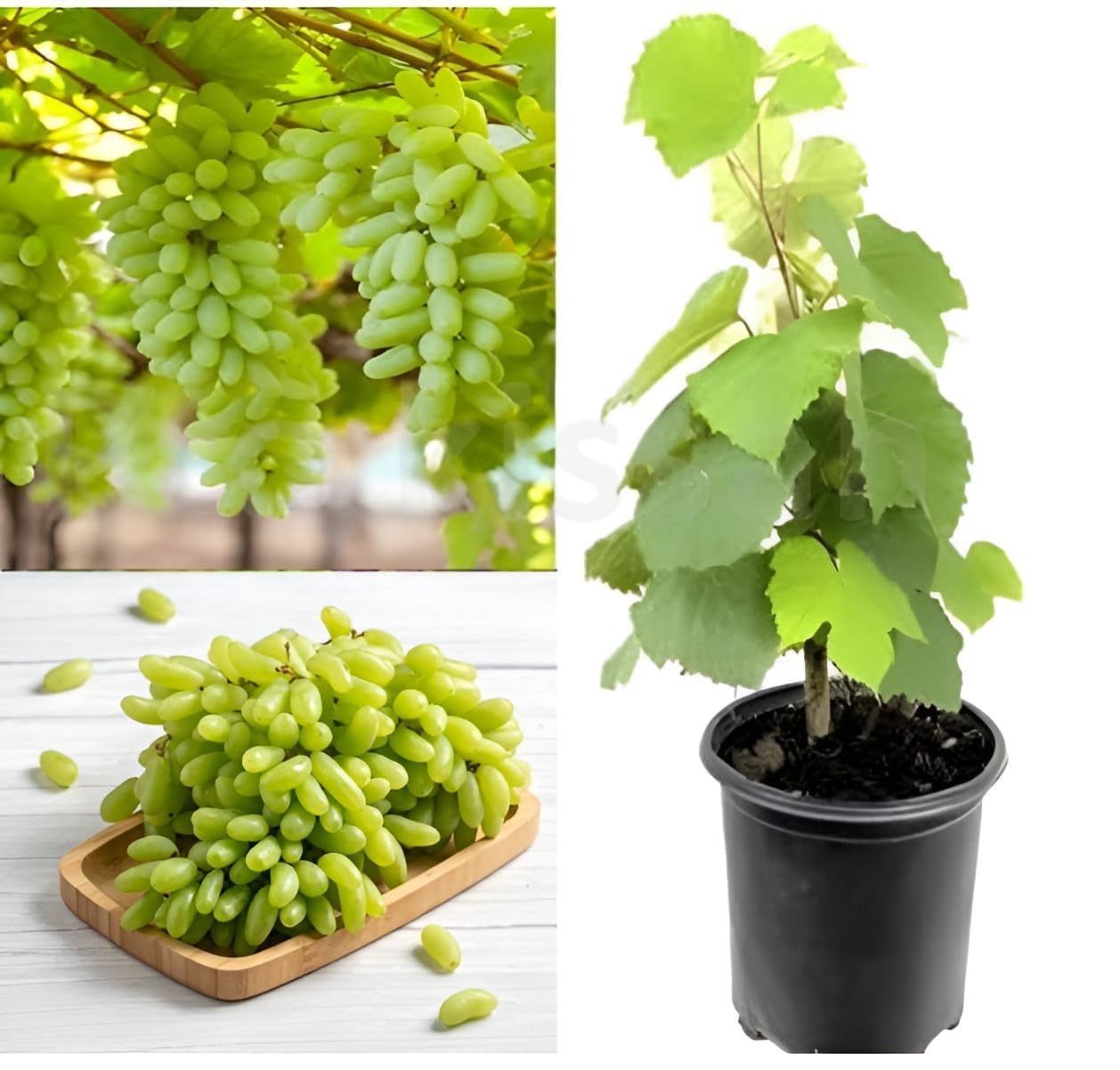 Pro Kissan Seedless Grapes Plant (Red) Angoor Ka Podha Outdoor Fruit ...