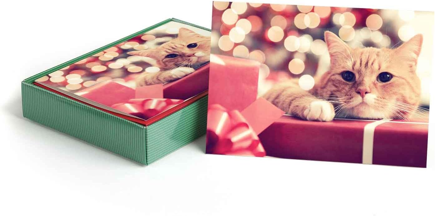Amazon.com : Avanti Press Christmas Cards, Fat Cat & Cookie Crumbs ...