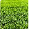 Amazon.com : The Andersons Rio Bermuda Premium Grass Seed - 2lbs ...