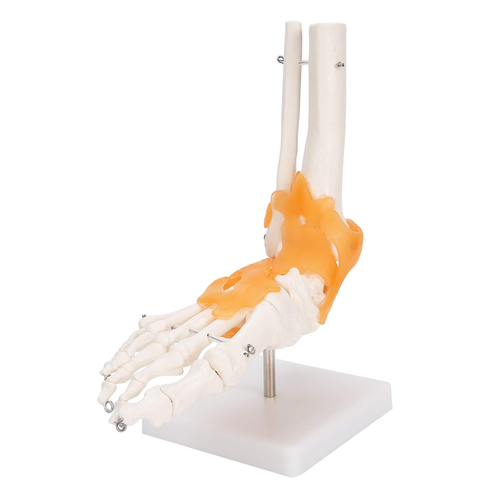 Buy Foot Joint Model with Ligaments, Human Foot Ankle Model Foot Joint ...