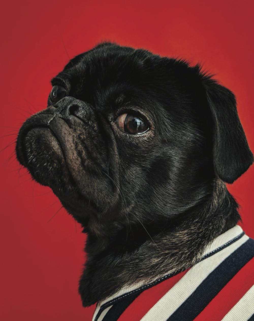 Black Pug Notebook, Black Pug Journal, Cute Black Pug with Red ...