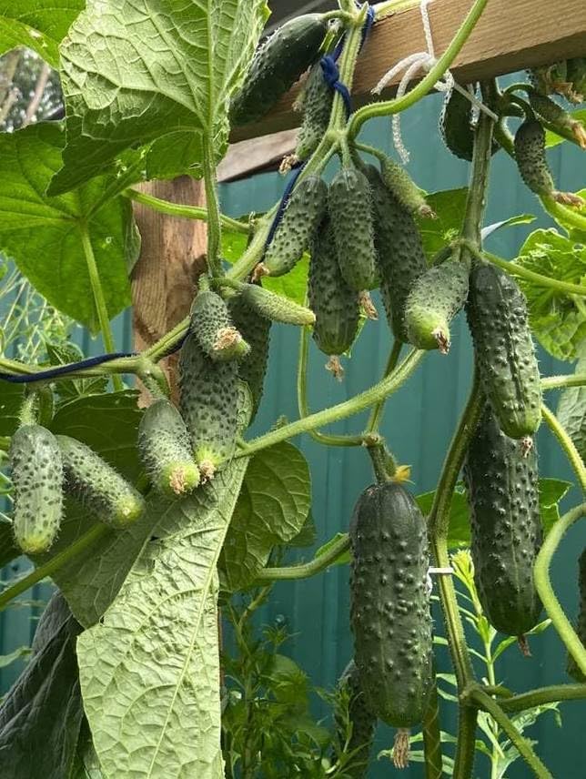 Amazon.com : KIRA SEEDS - Seeds Cucumber Envy of The Neighbors F1 ...