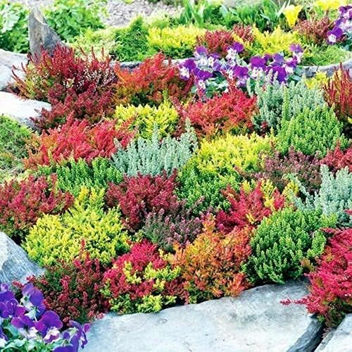 8 Mixed Heathers CALLUNA & Erica Varieties Colourful Flowering Plants ...