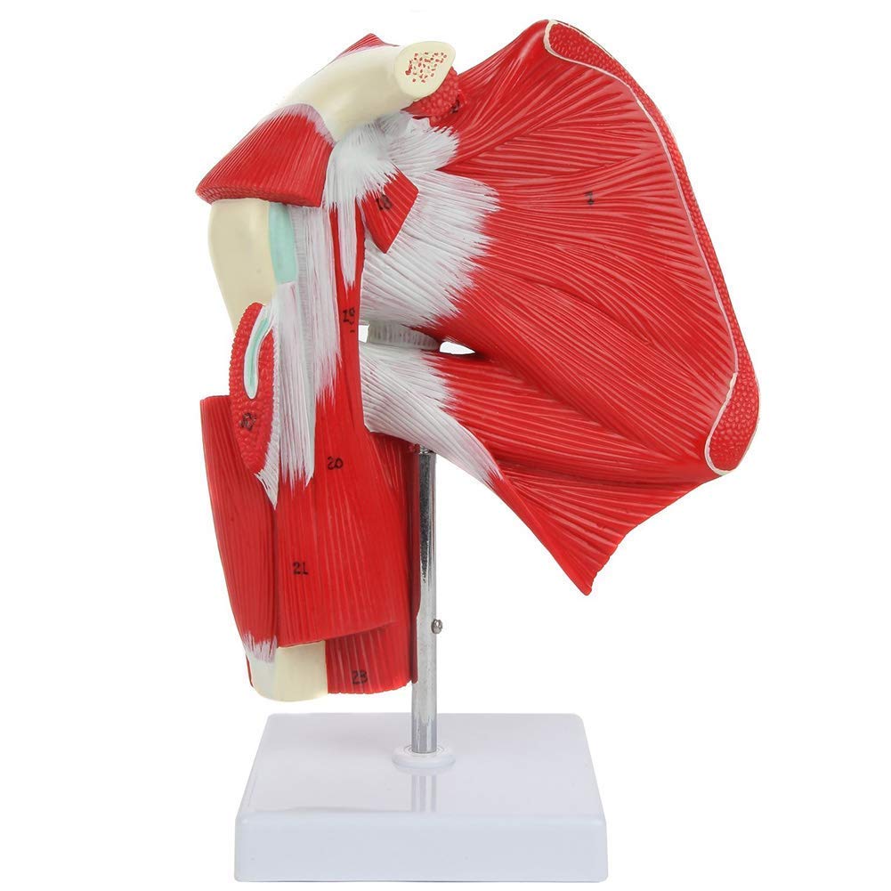 Buy WQF Upper Limb Muscle Anatomy Model, Superficial, Deep Muscle ...