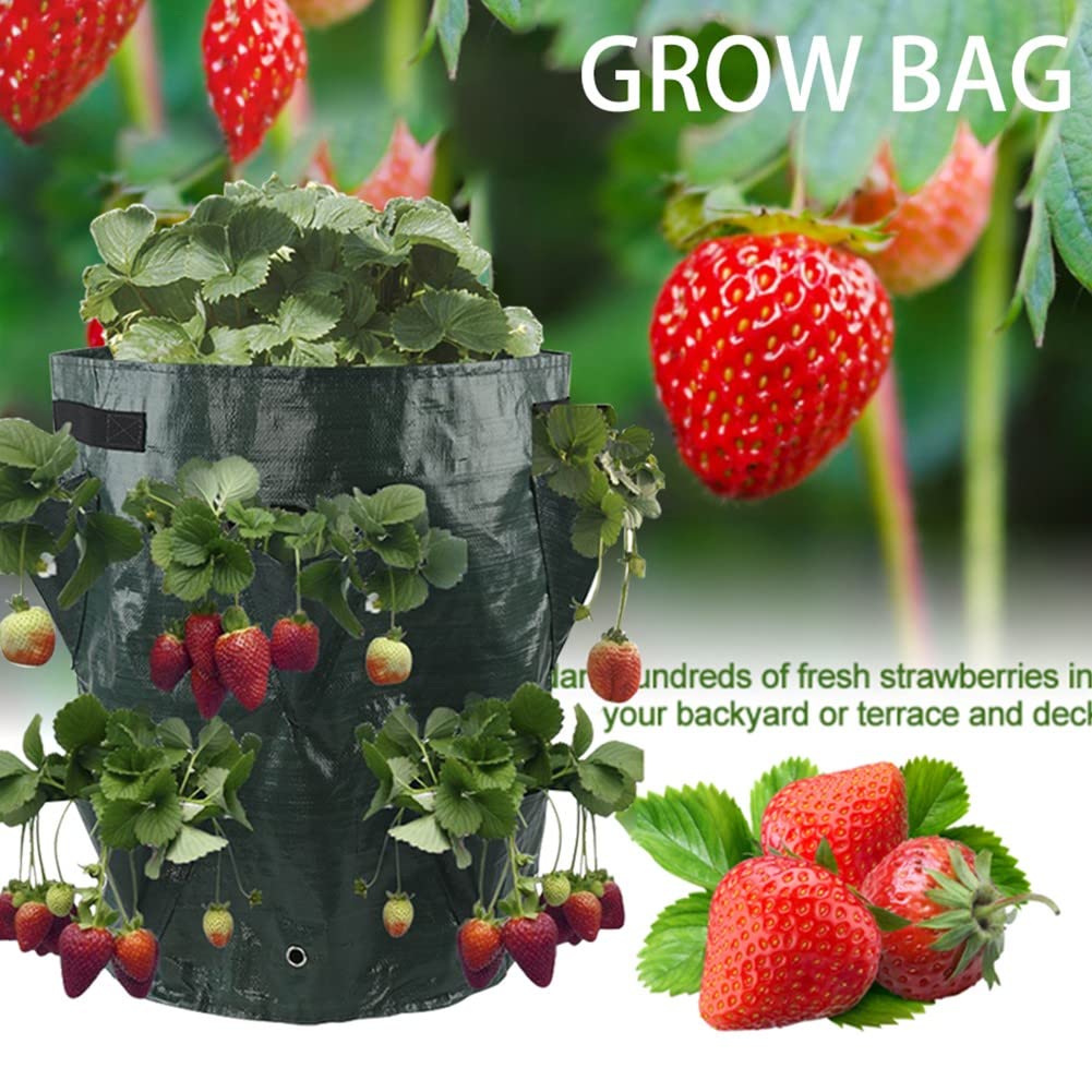 strawberry-growing-bags-how-to-grow-strawberries-rhs