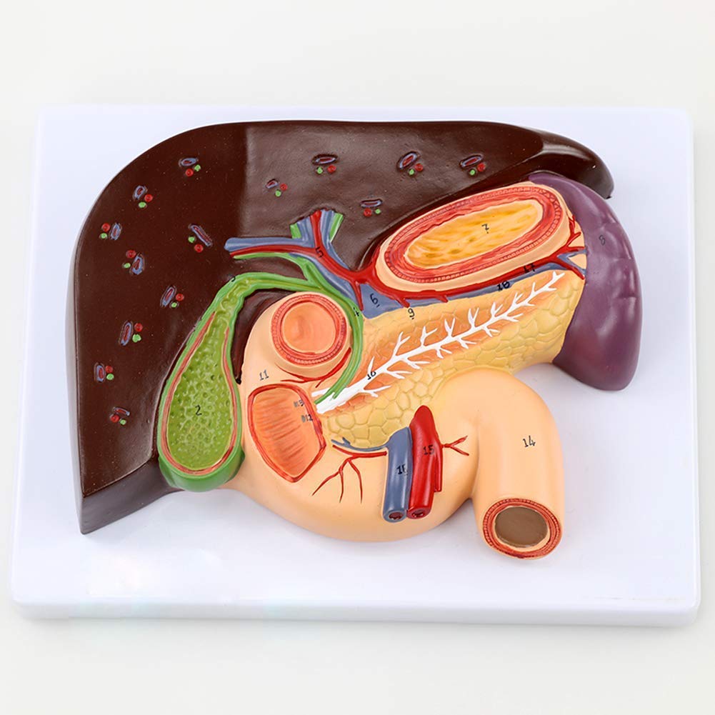 Buy DFJU Teaching of Splenic Anatomical Model Medicine Duodenal ...