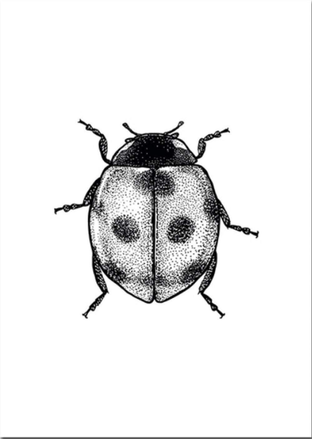 Ladybug Images Black And White 3+ Thousand Lady Bug Outline