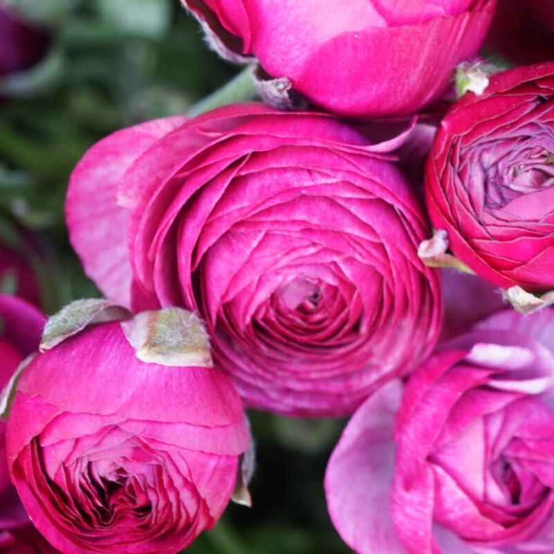 Snapklik.com : Ranunculus Bulbs For Fall Planting, Pack 25 Purple ...
